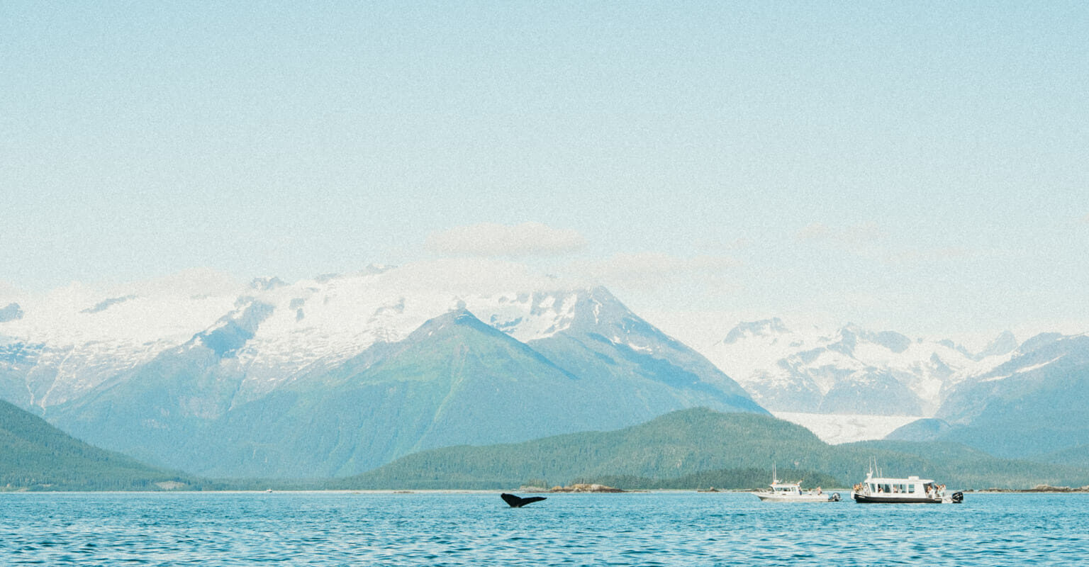 Whale Watching in Juneau with Harv & Marv's | Alaska Travel Guide